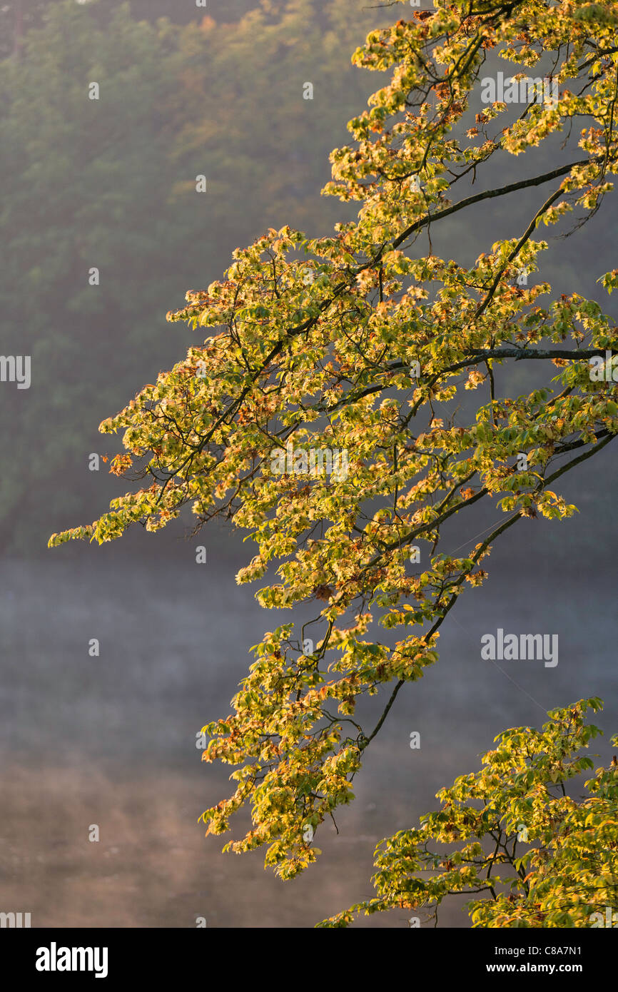 Golden ash tree hi-res stock photography and images - Alamy