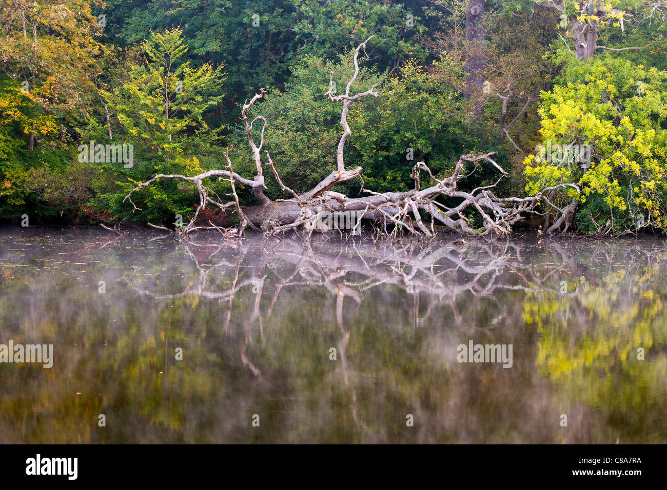 A fallen tree laying in a lake on a beautiful Autumnal morning Stock ...