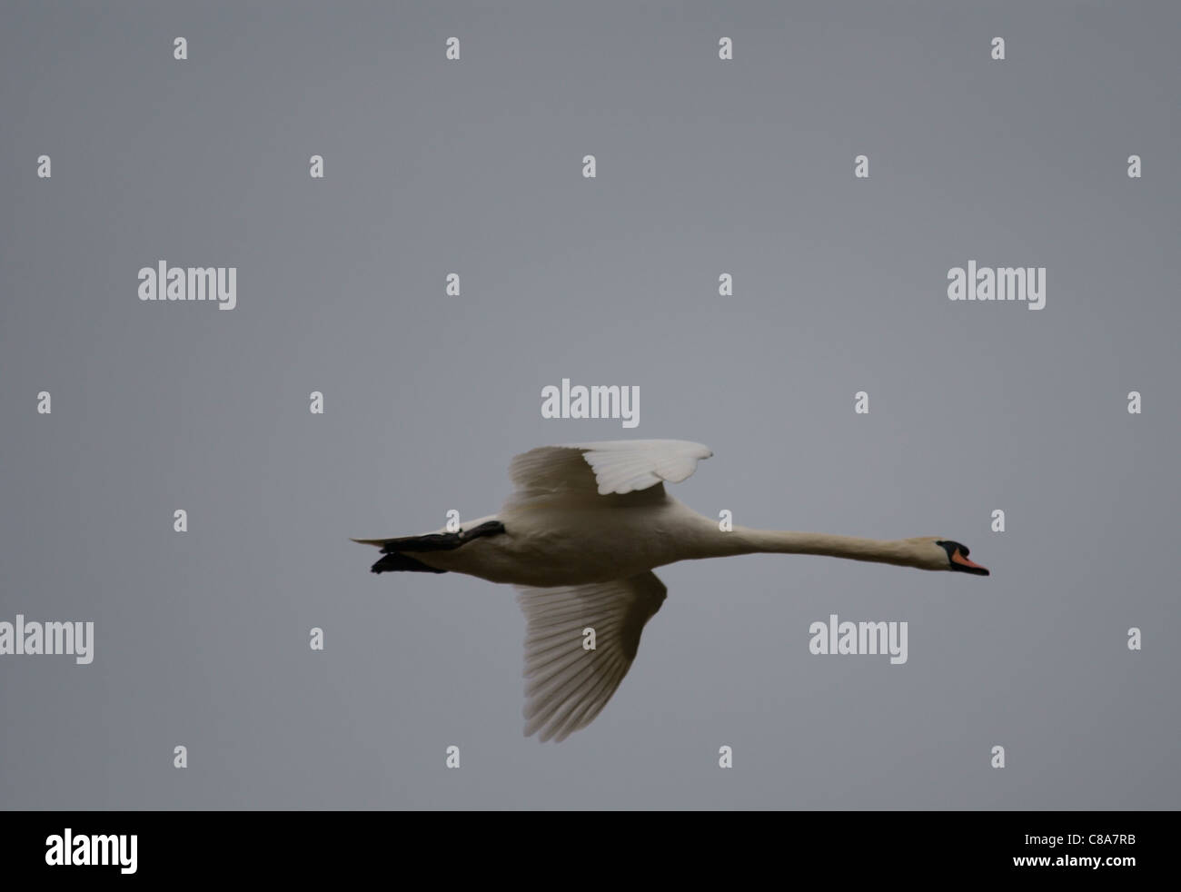 Swan in Flight Stock Photo - Alamy