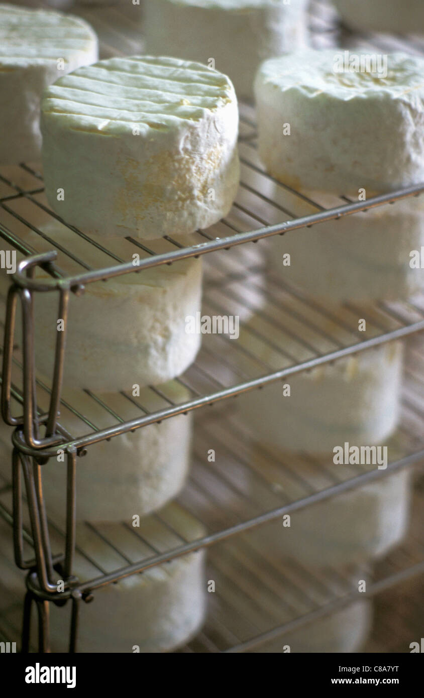 Cheeses maturing on rack hi-res stock photography and images - Alamy