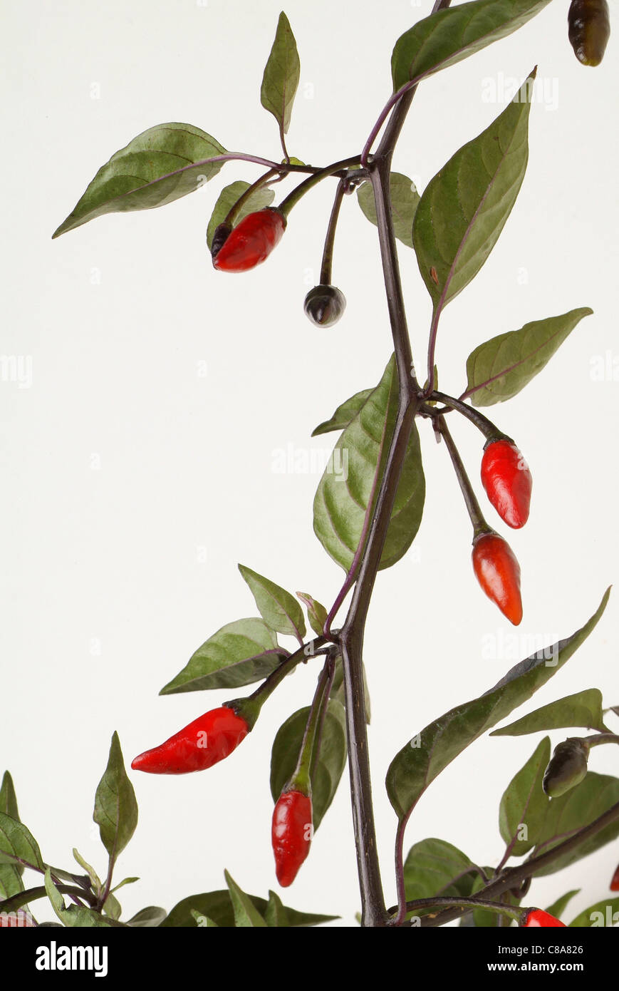 Spicy red peppers Stock Photo - Alamy