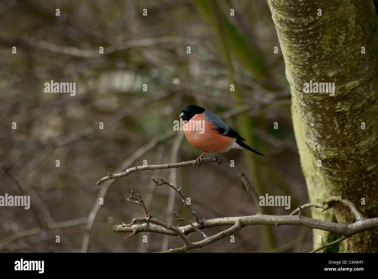 Bullfinch wings hi-res stock photography and images - Alamy