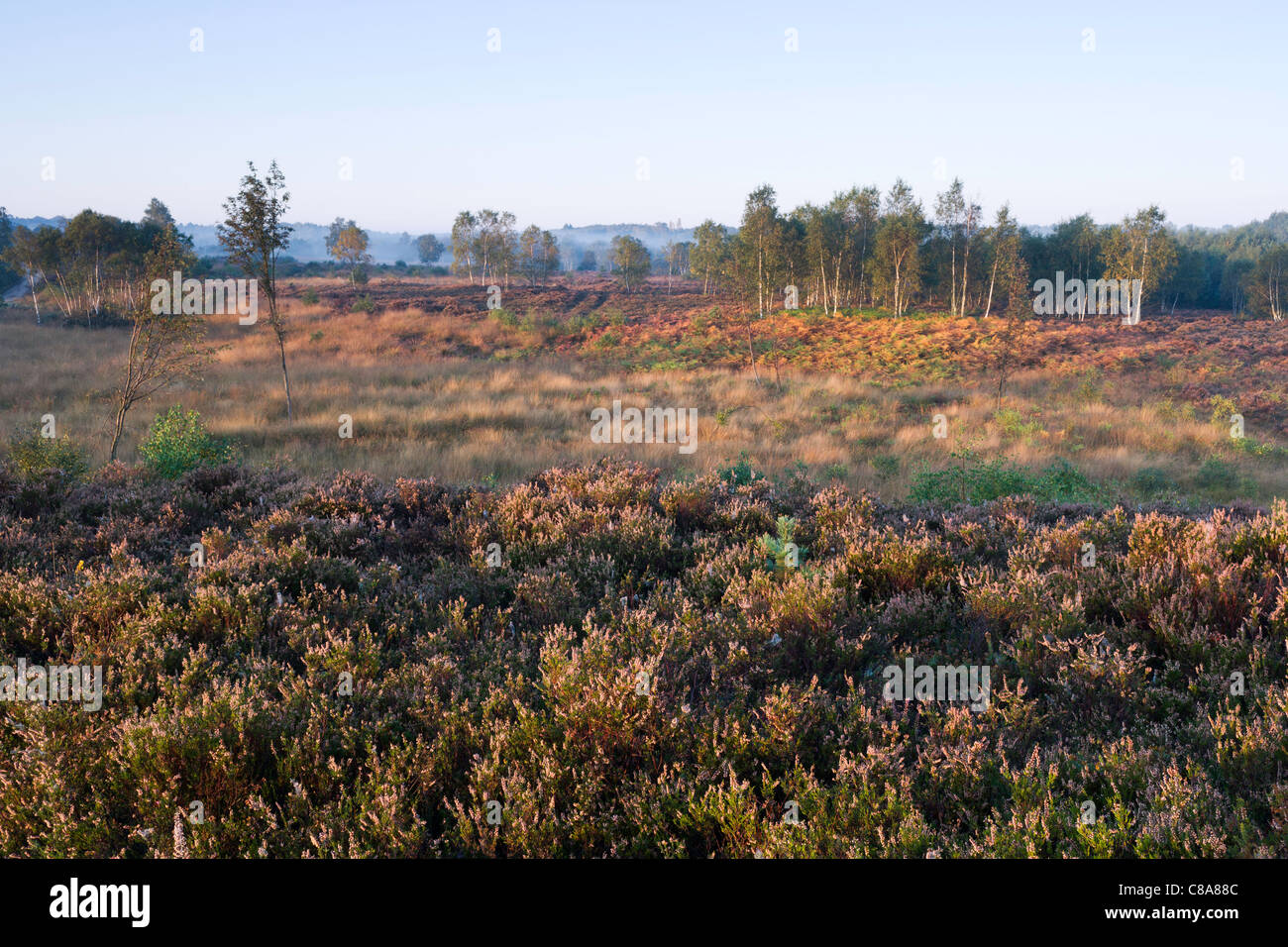 A beautiful clear Autumnal morning on Chobham Common National Nature ...