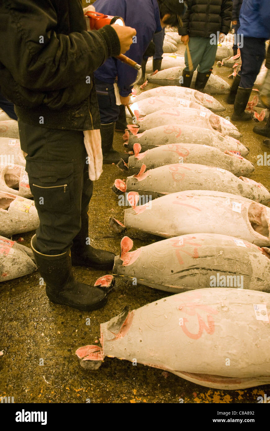 Tuna fish at the fish market Stock Photo - Alamy