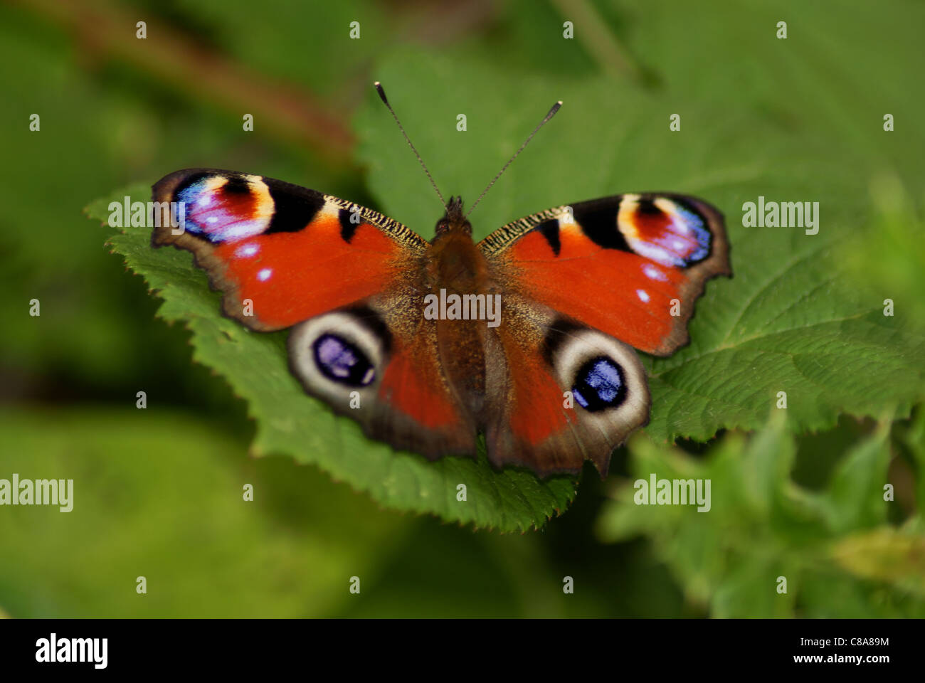 Grey winged butterfly hi-res stock photography and images - Alamy