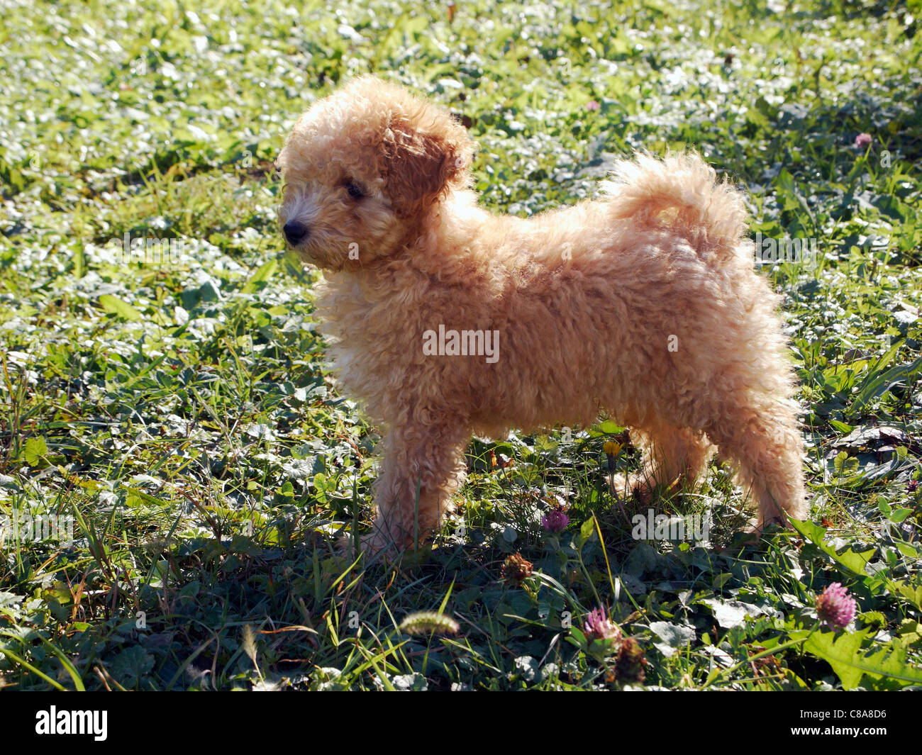 Red miniature poodle puppy hi-res stock photography and images - Alamy