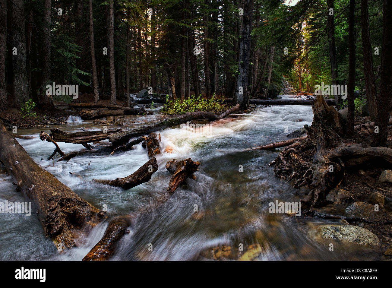 Forest stream in yearly summer, Yosemite National Park, California, U.S ...
