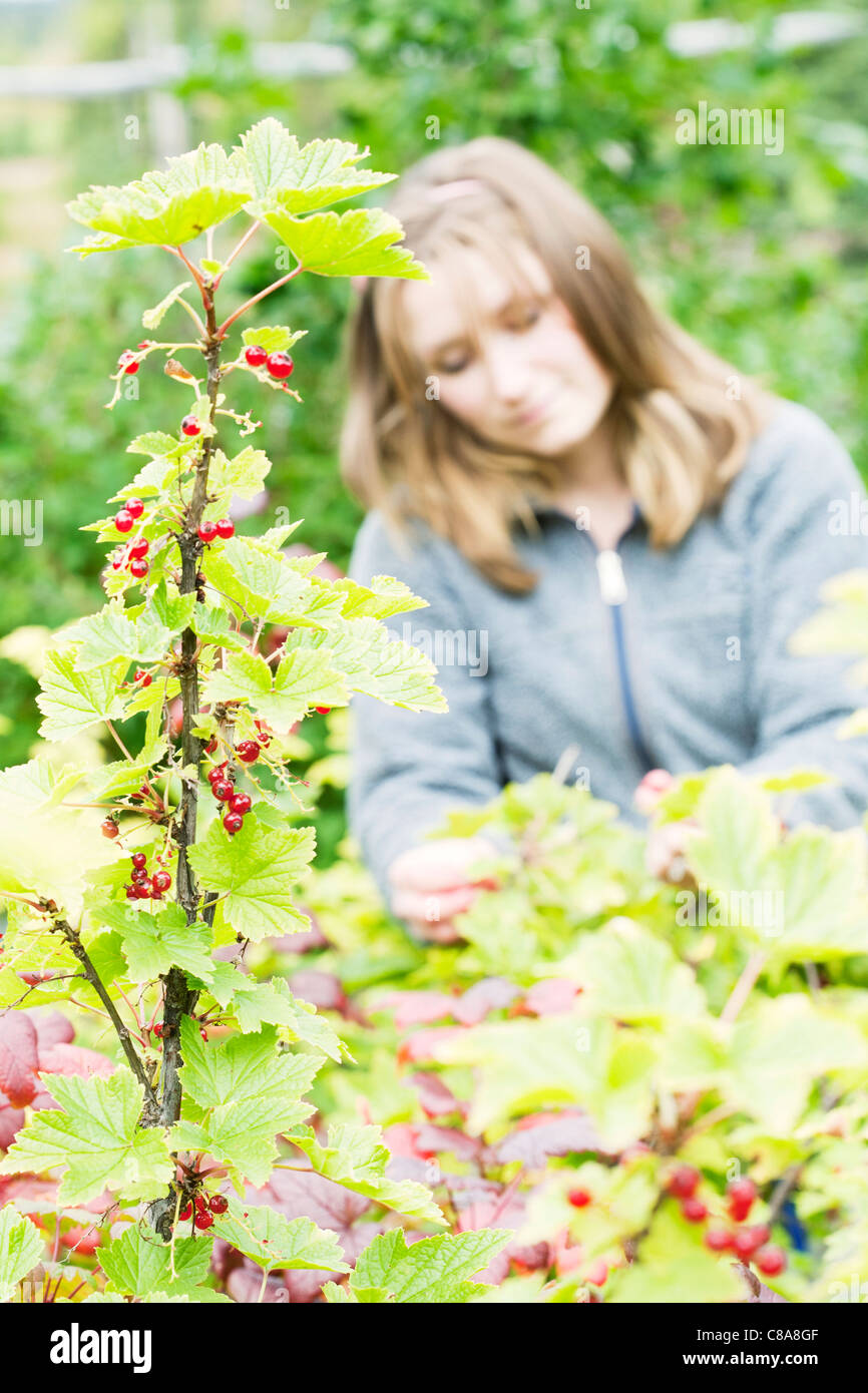 Berry picking alaska hi-res stock photography and images - Alamy