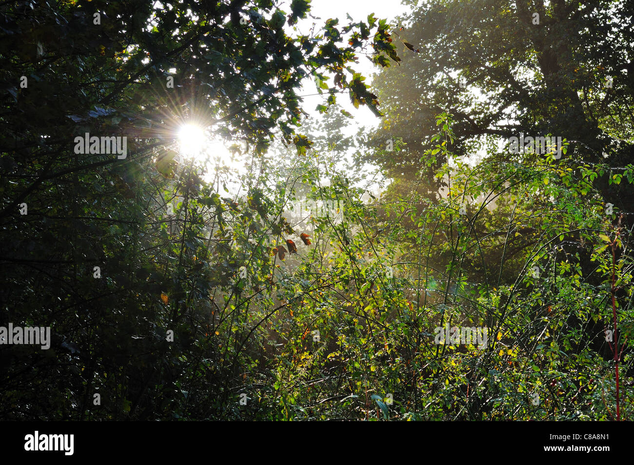 Beautiful October morning Autumn sunlight shining through trees Stock ...