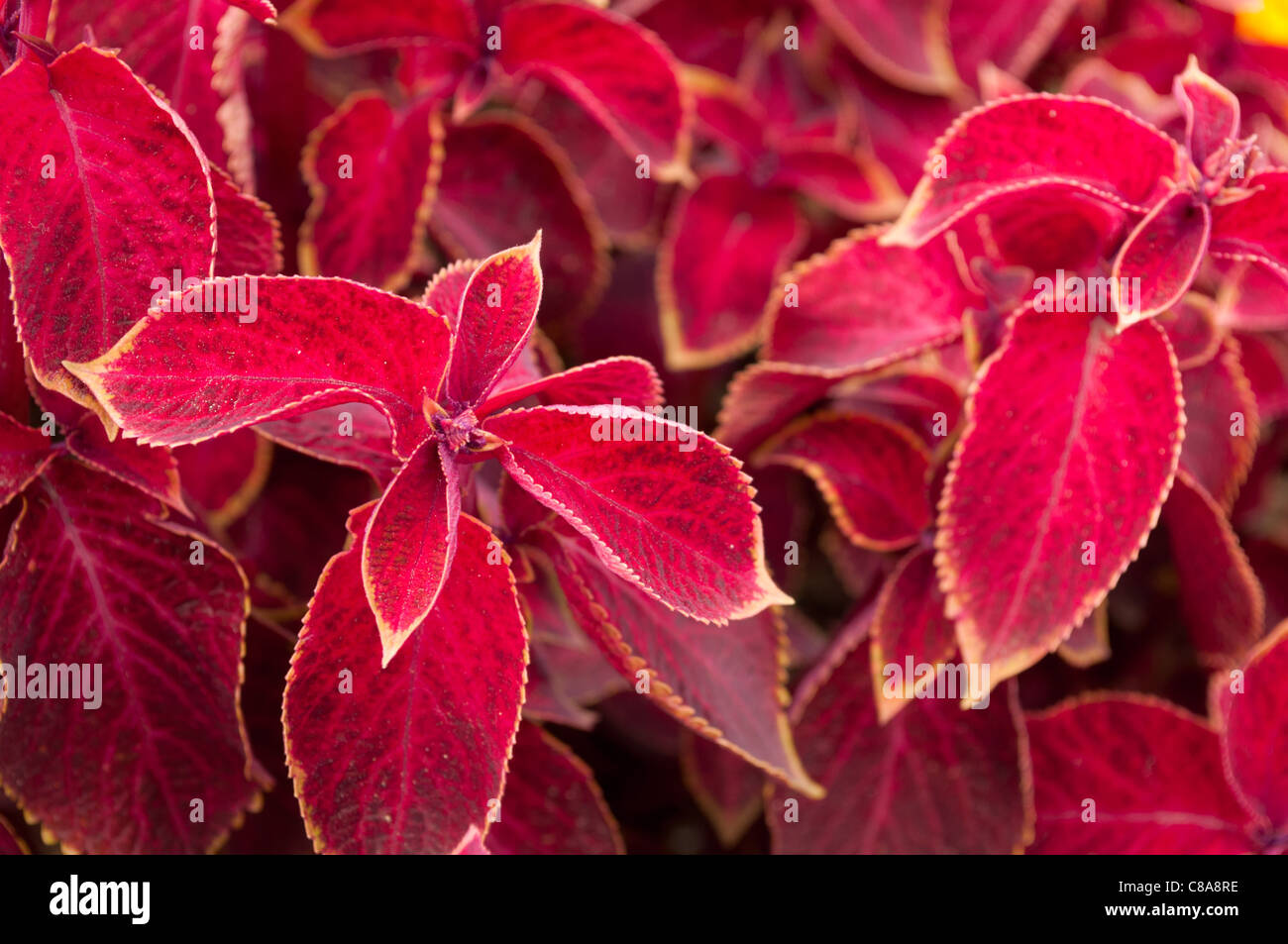 Coleus Red Plant High Resolution Stock Photography and Images - Alamy