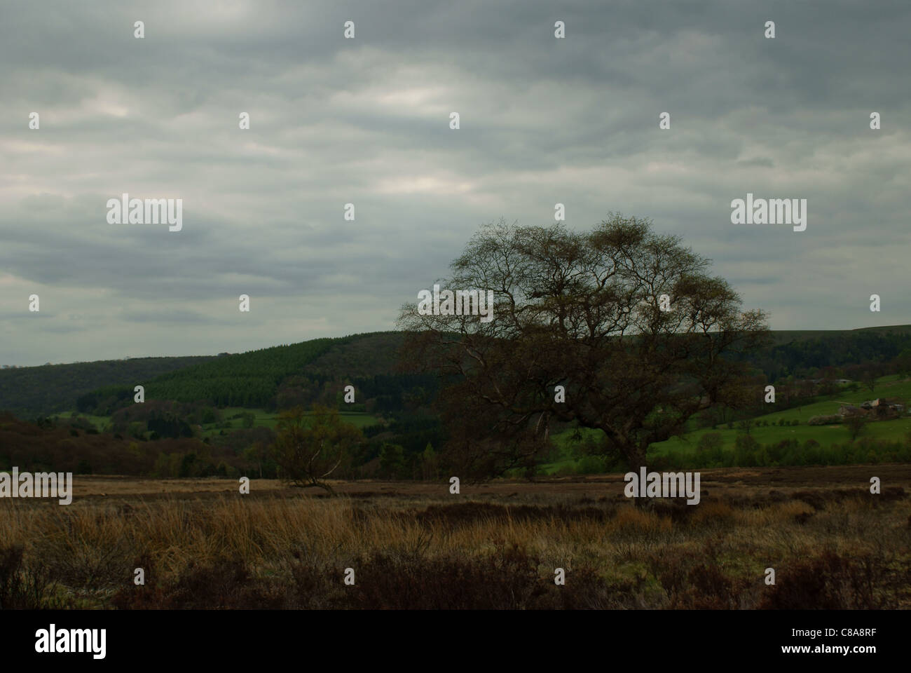 Lone tree on the North Yorkshire Moors Stock Photo - Alamy
