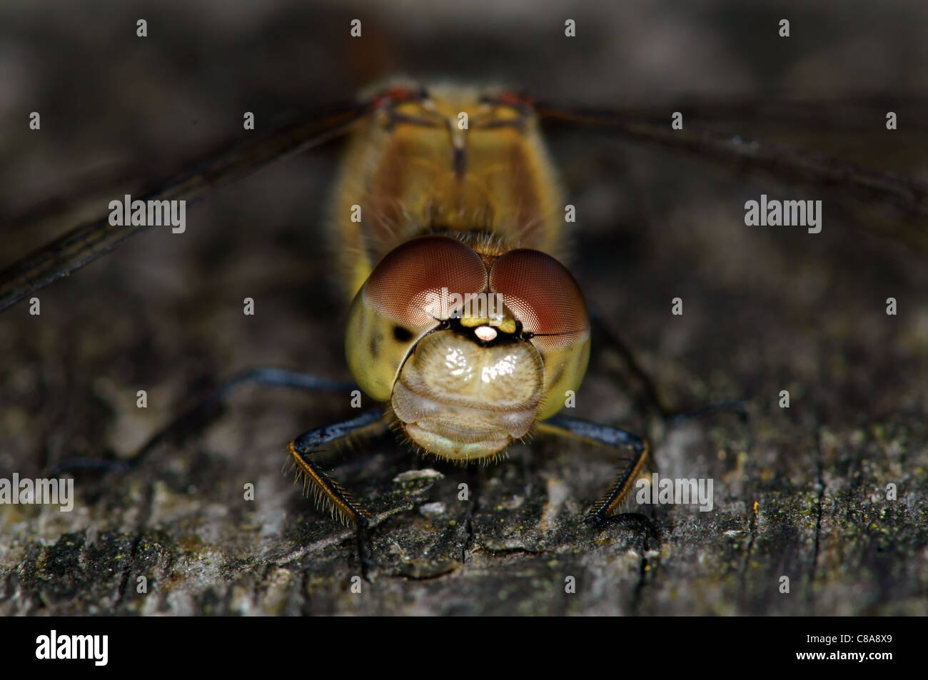 Dragonfly macro hi-res stock photography and images - Alamy