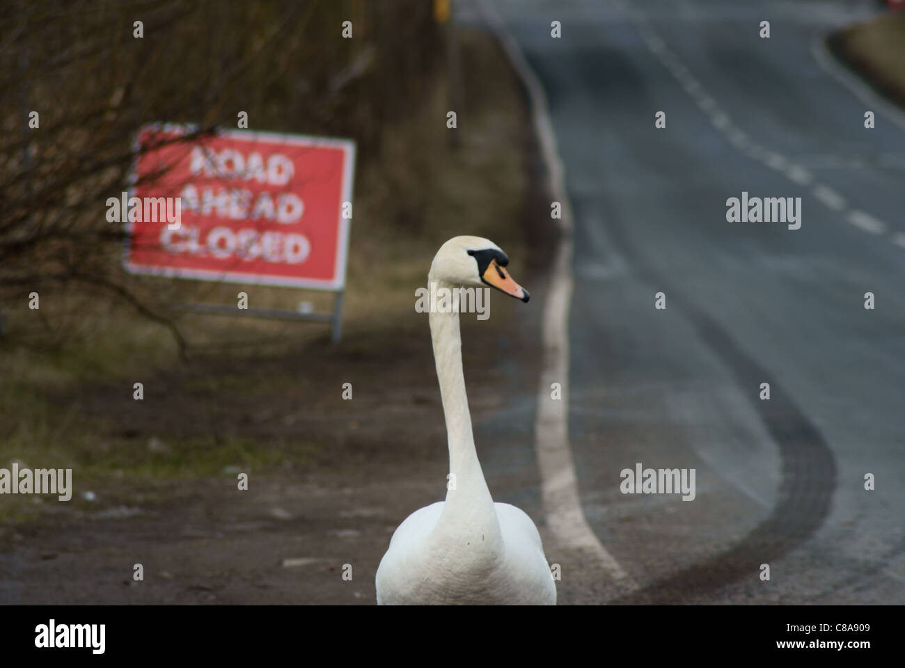 Swan markings hi-res stock photography and images - Alamy