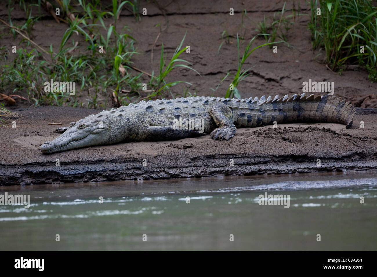 American crocodile hi-res stock photography and images - Alamy