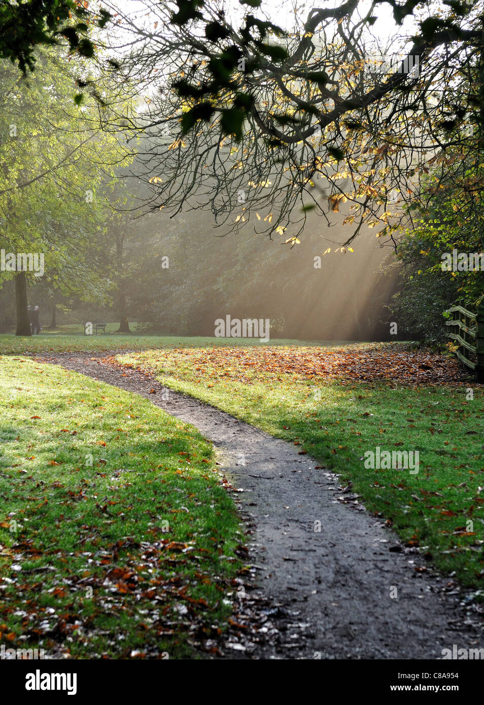 Sunlight coming through trees hi-res stock photography and images - Alamy
