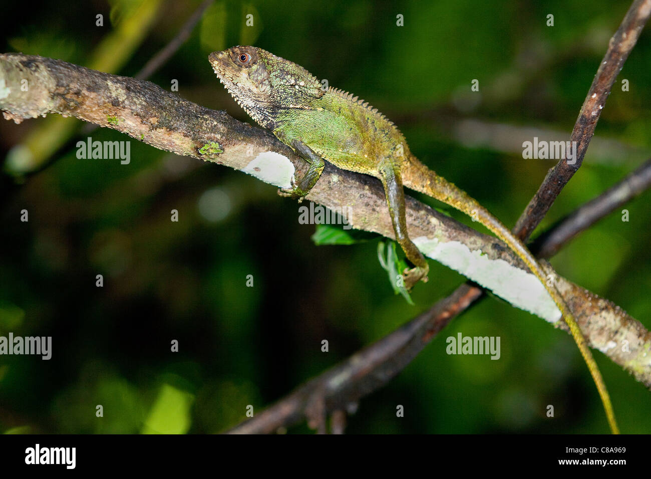 A helmeted basilik lizard (Corytophanes cristatus) in Costa Rica Stock ...