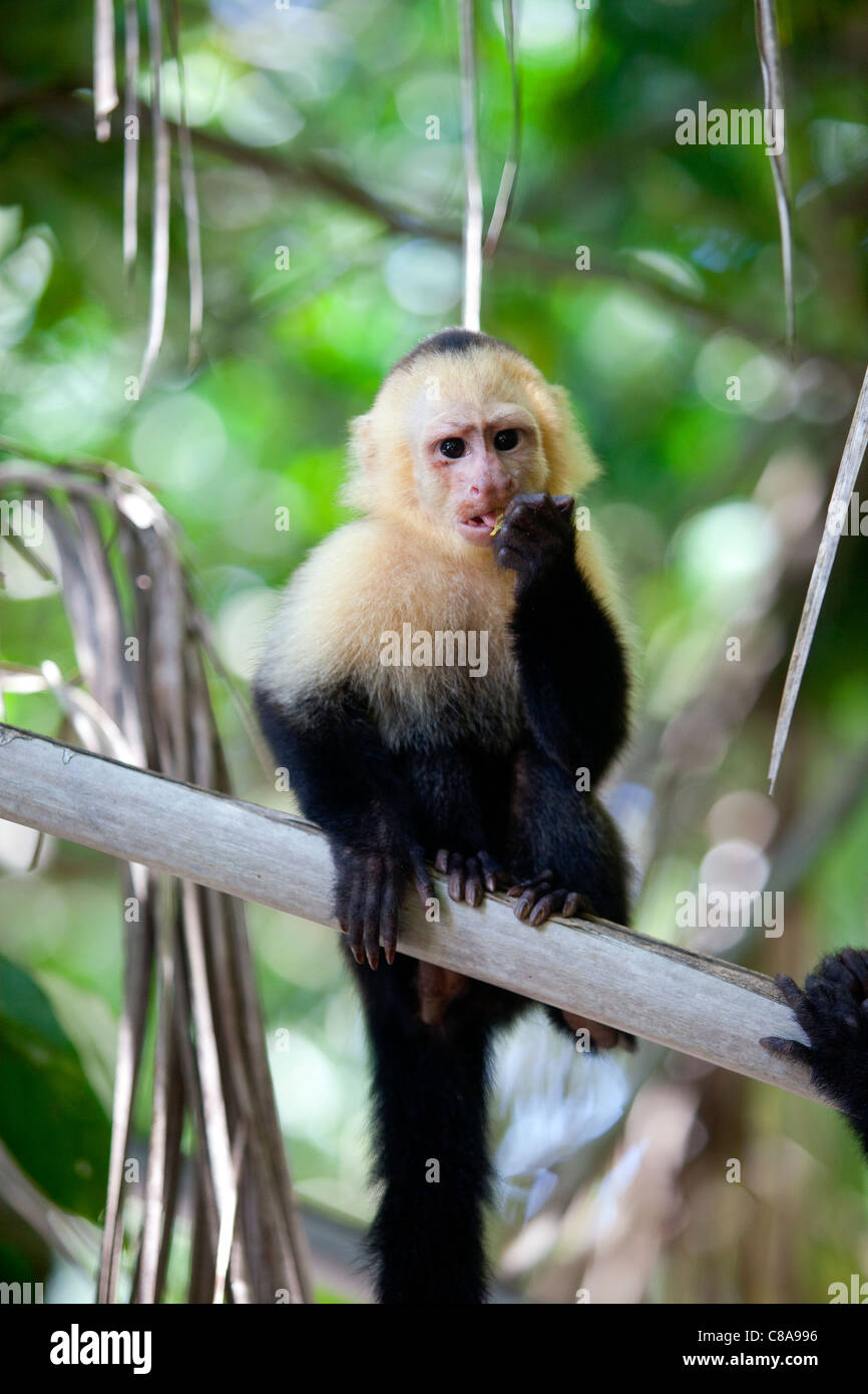 Capuchin Monkey - Manuel Antonio Park, Costa Rica Stock Photo - Alamy