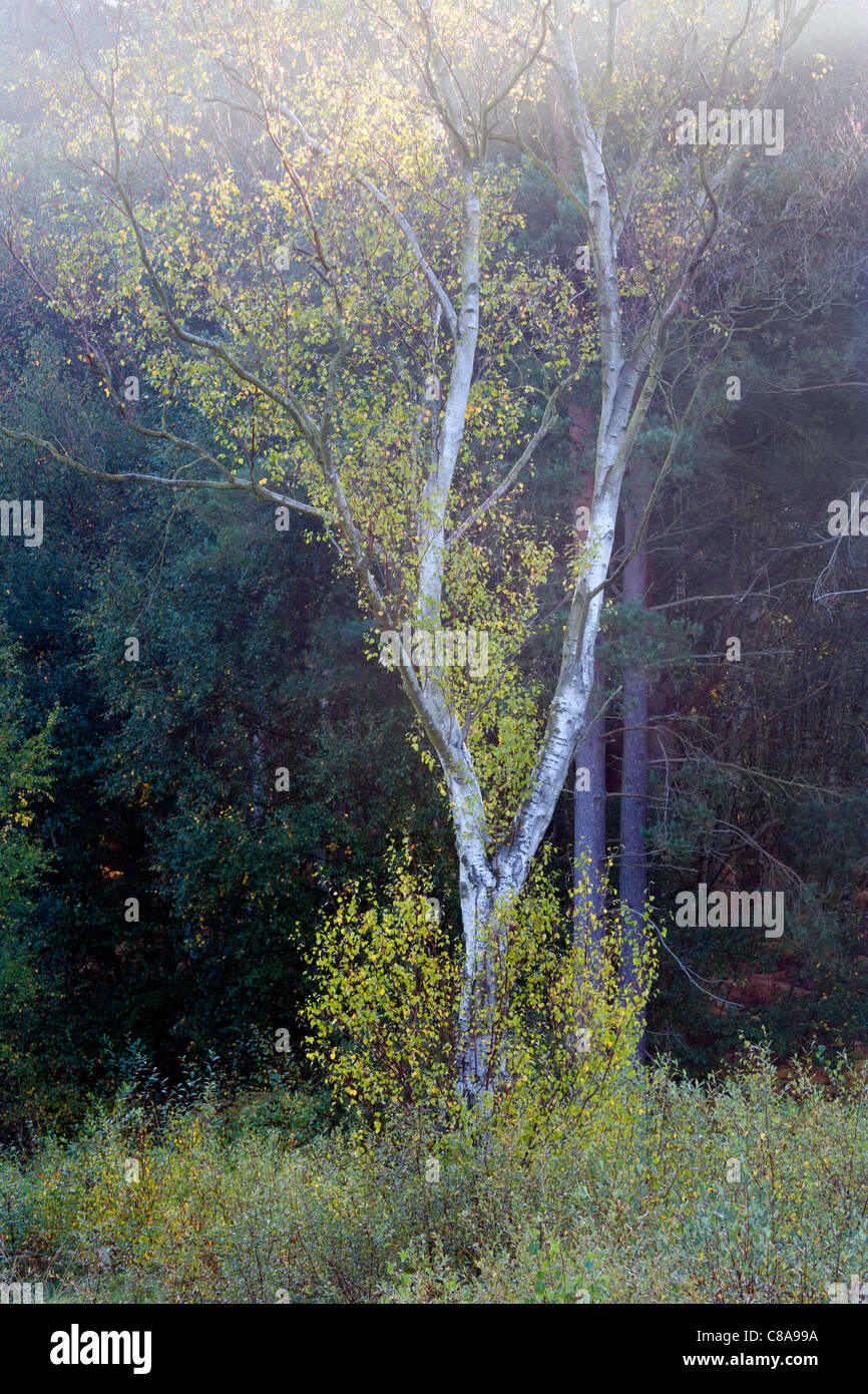 A Sunlit Silver birch tree in Autumn with dark pine trees in the ...