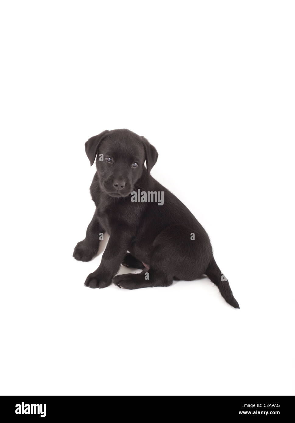 black labrador puppy sitting down looking at camera on isolated white ...