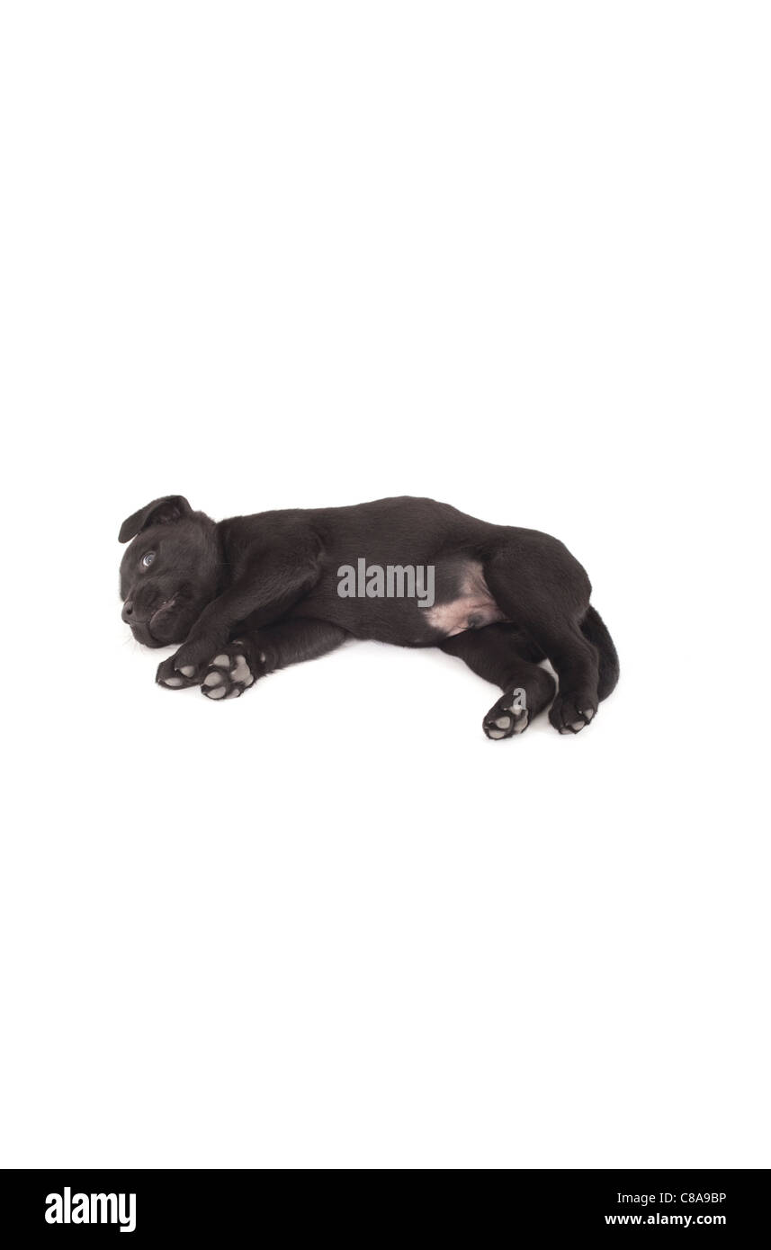 Labrador stretching hi-res stock photography and images - Alamy