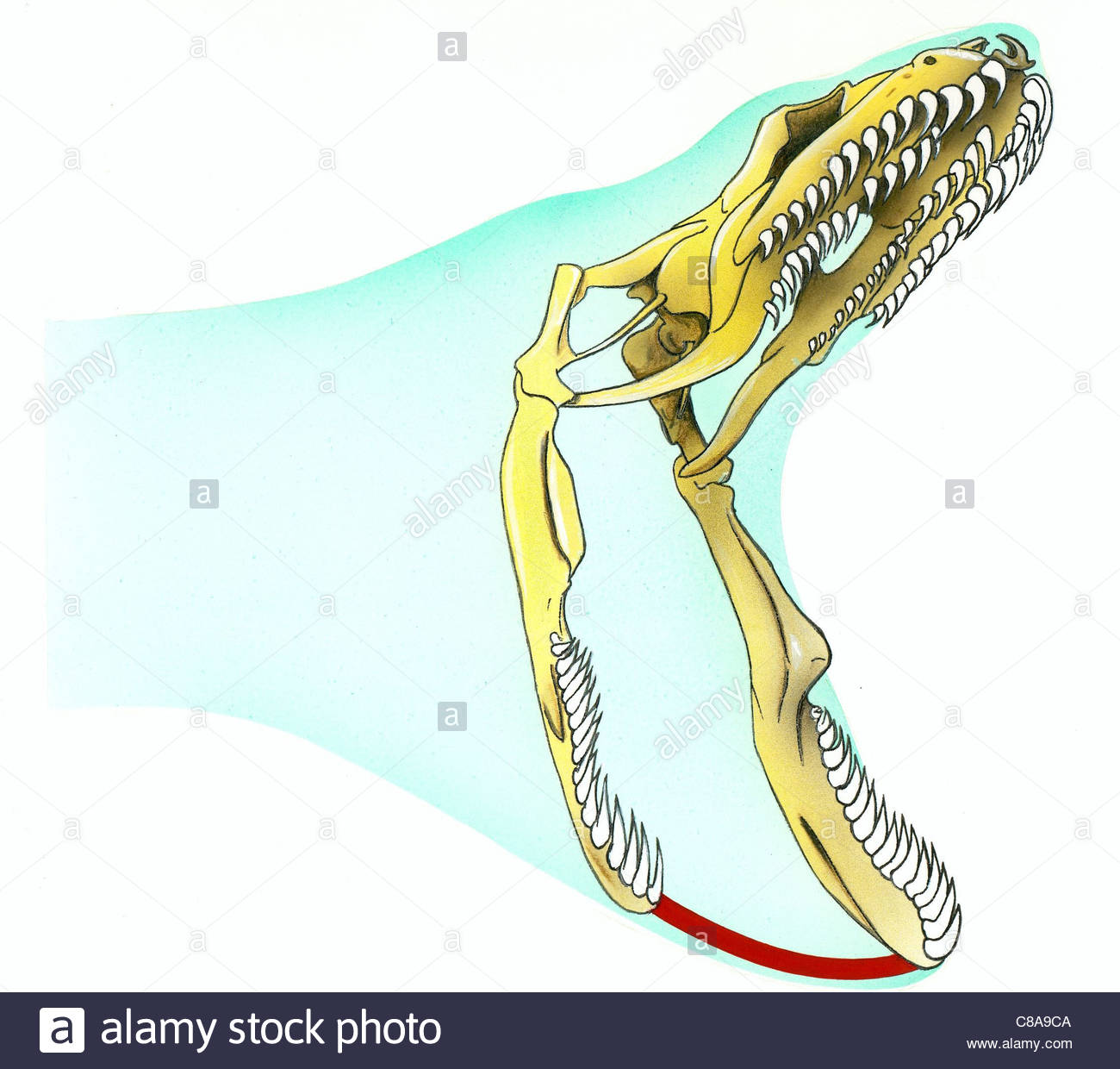 Anatomic Pathology Stock Photos & Anatomic Pathology Stock Images - Alamy