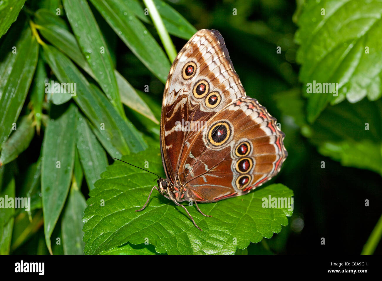Butterfly closed wings hi-res stock photography and images - Alamy