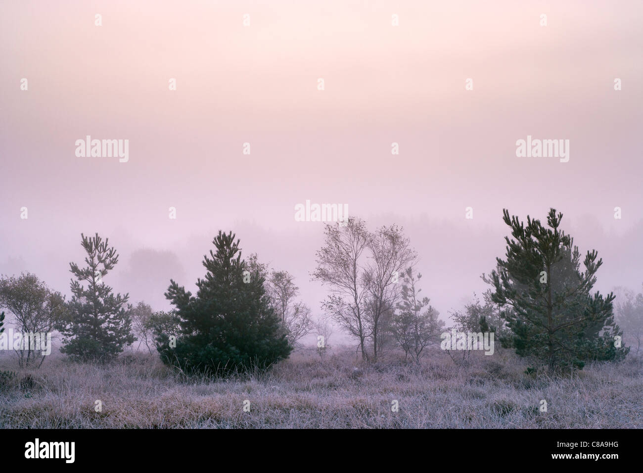 Chobham national nature reserve hi-res stock photography and images - Alamy