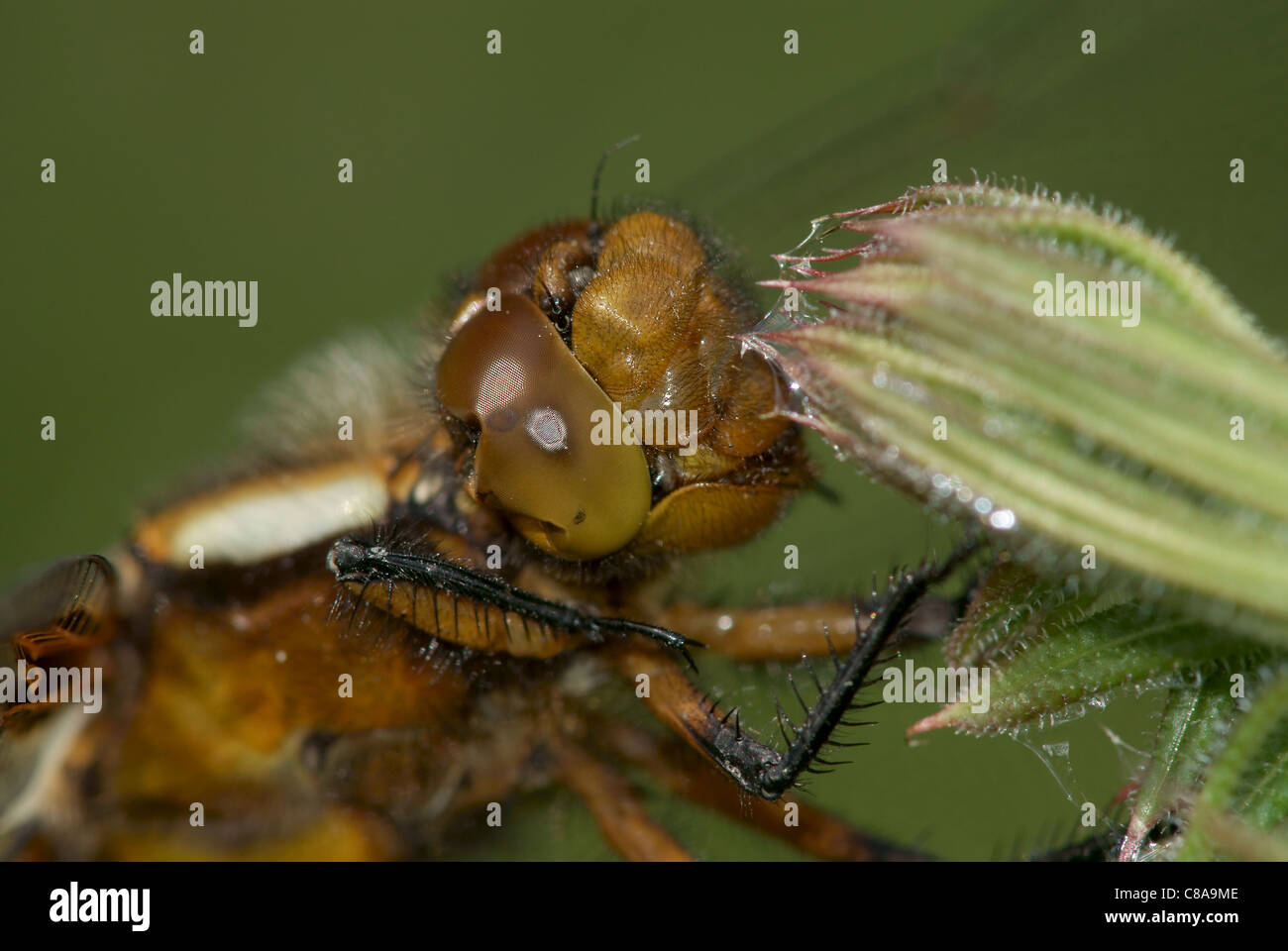 Dragonfly macro hi-res stock photography and images - Alamy