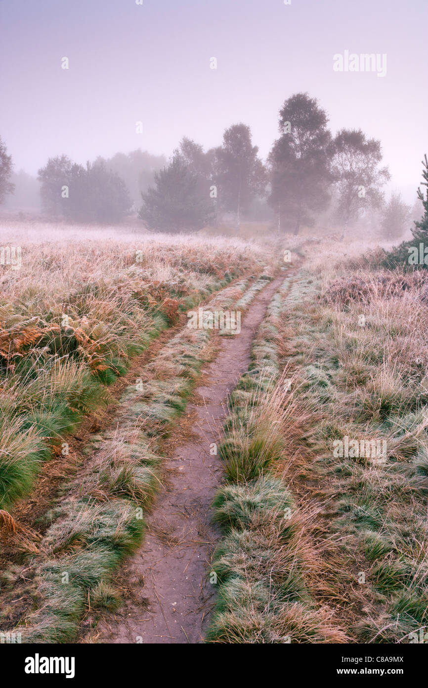 Chobham national nature reserve hi-res stock photography and images - Alamy
