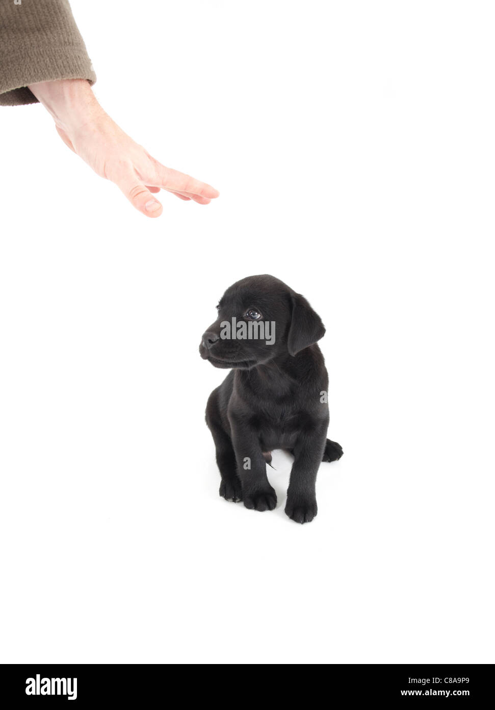 black labrador puppy being trained on isolated white background Stock ...