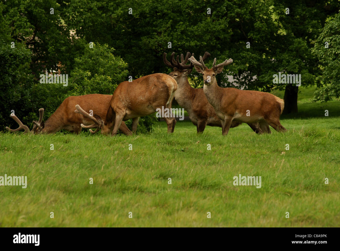 Harewood deer park hi-res stock photography and images - Alamy