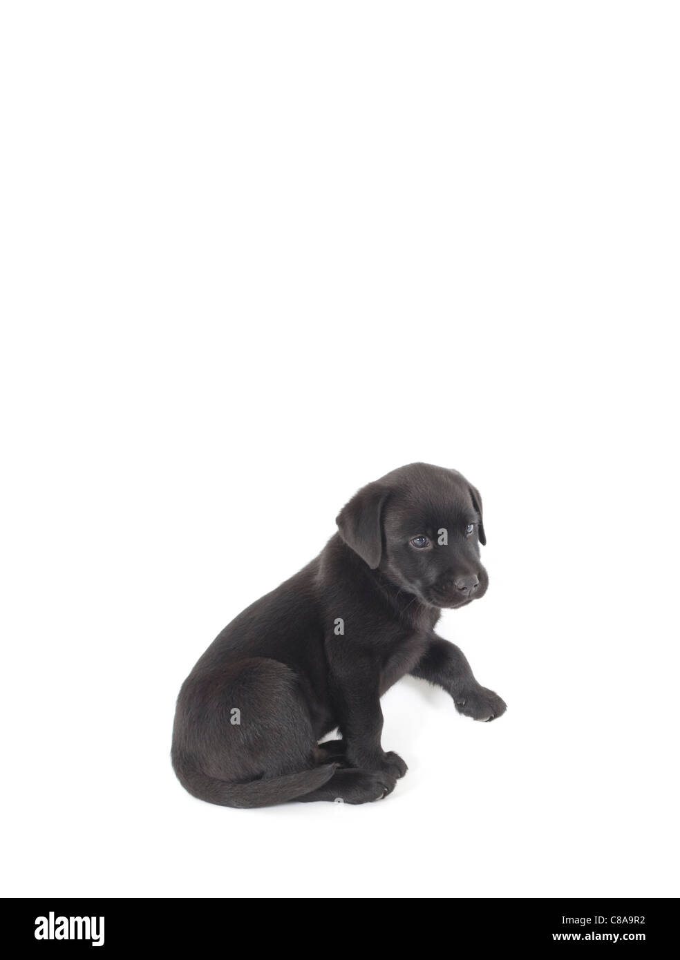 black labrador puppy sitting down on isolated white background Stock ...