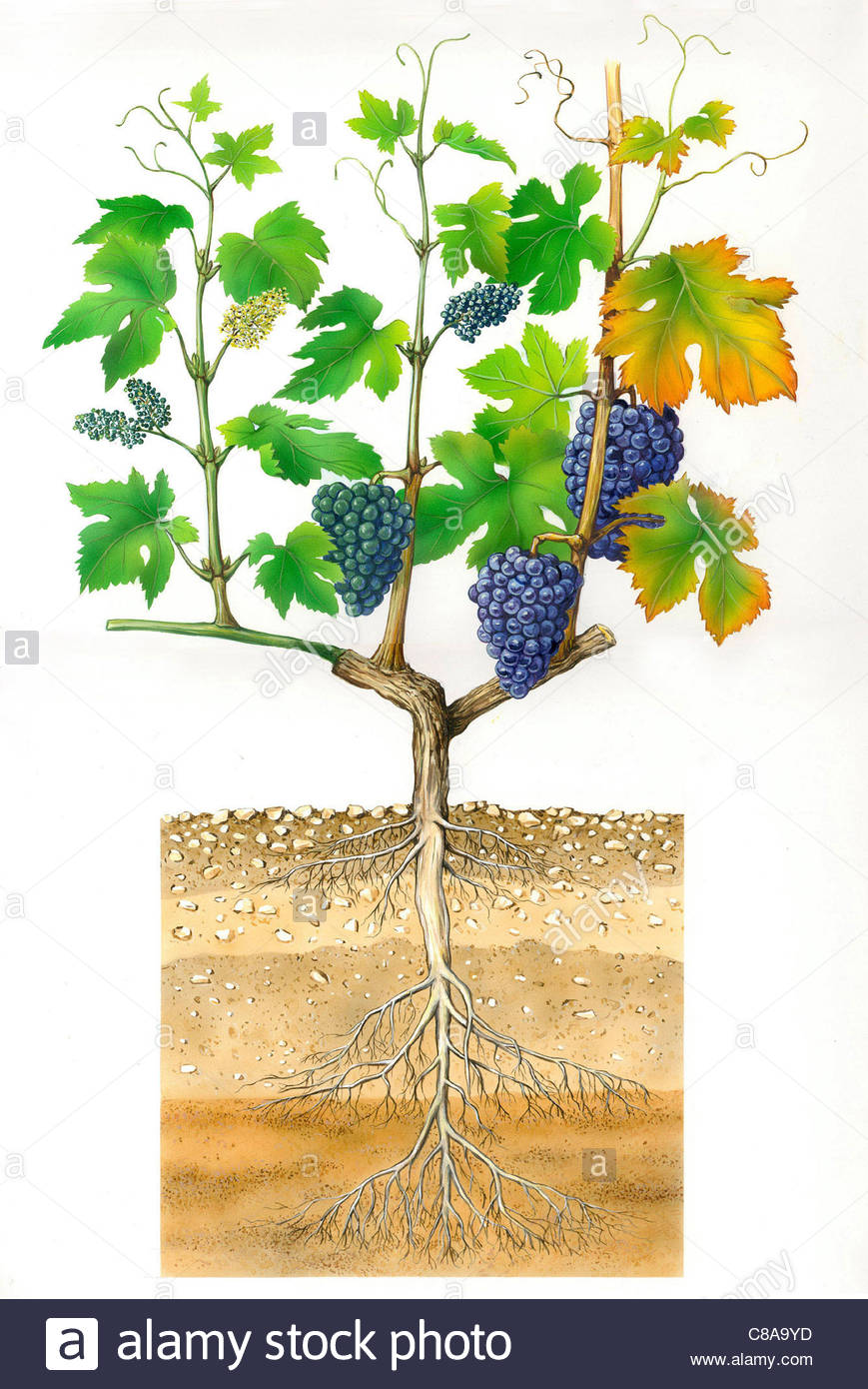 Plant Root Cross Section Microscope Stock Photos & Plant Root Cross ...