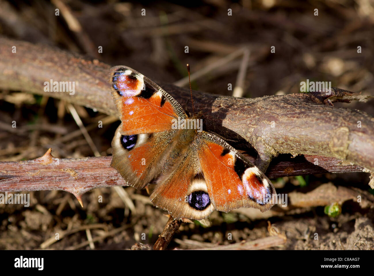 Grey winged butterfly hi-res stock photography and images - Alamy