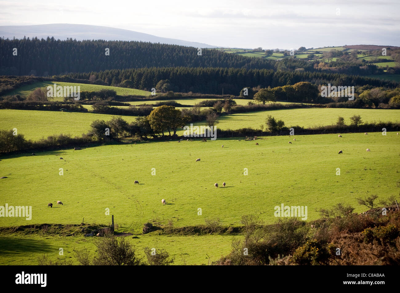 Rolling devon fields near Moretonhampstead on the slopes of Dartmoor ...