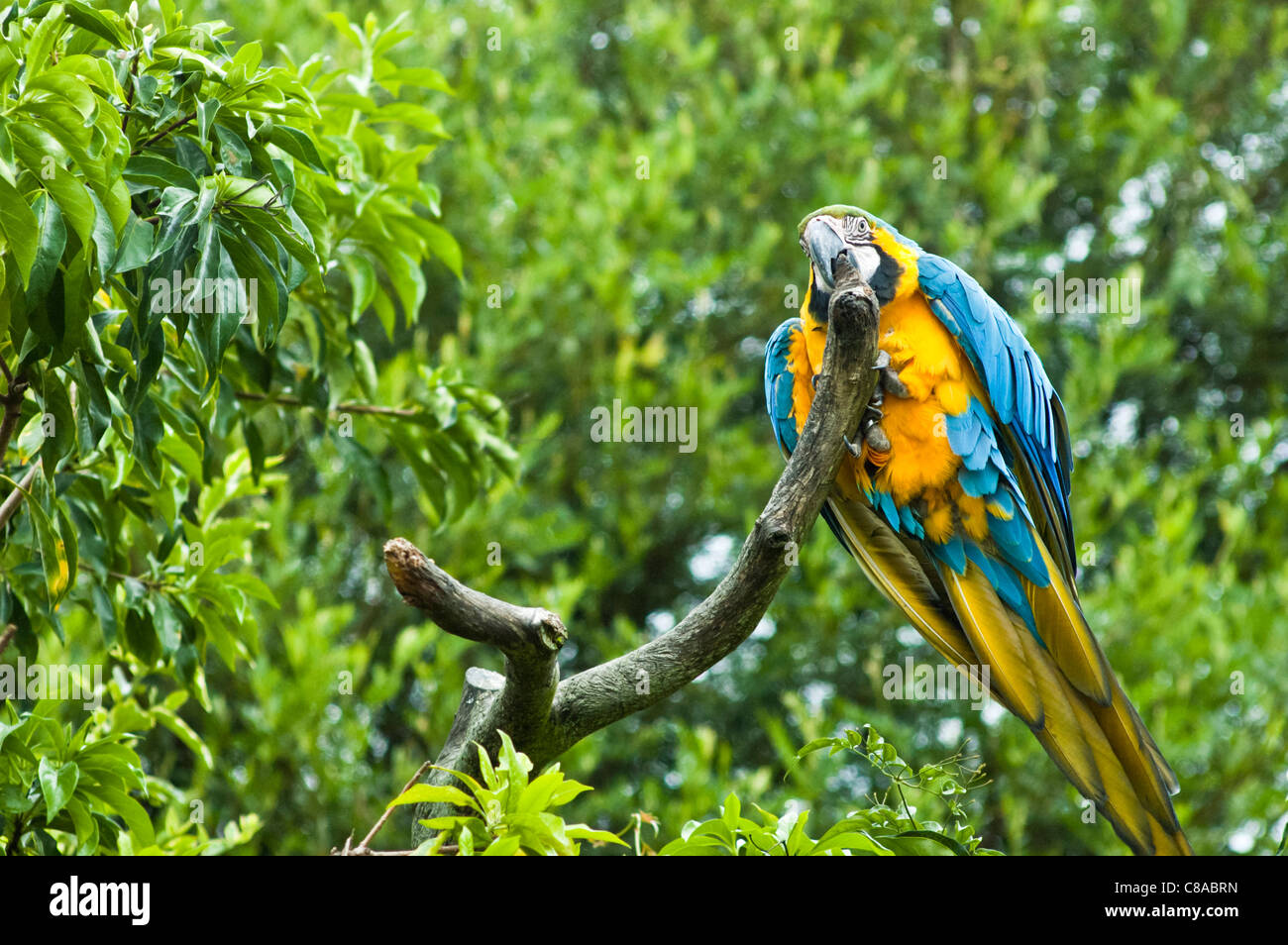 Birds climbing trees hi-res stock photography and images - Alamy