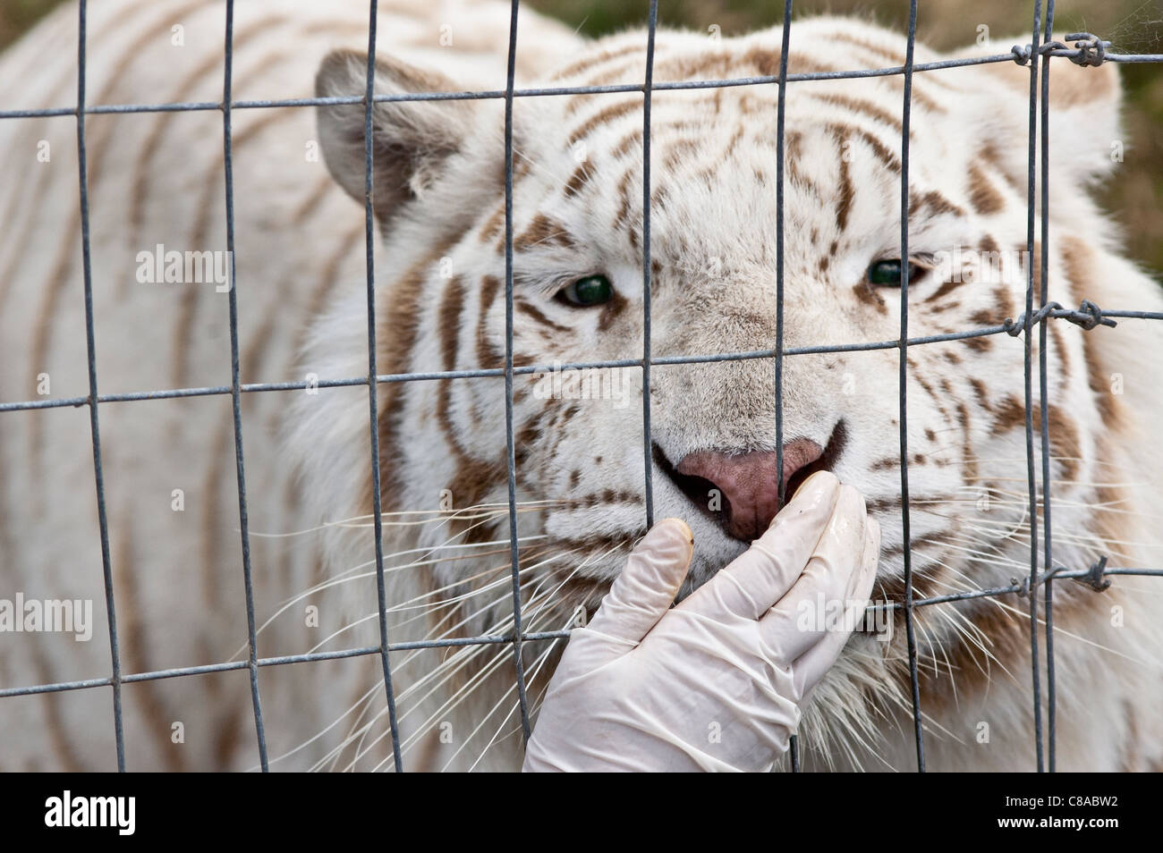 A white tiger taking a tidbit from his handler Stock Photo - Alamy