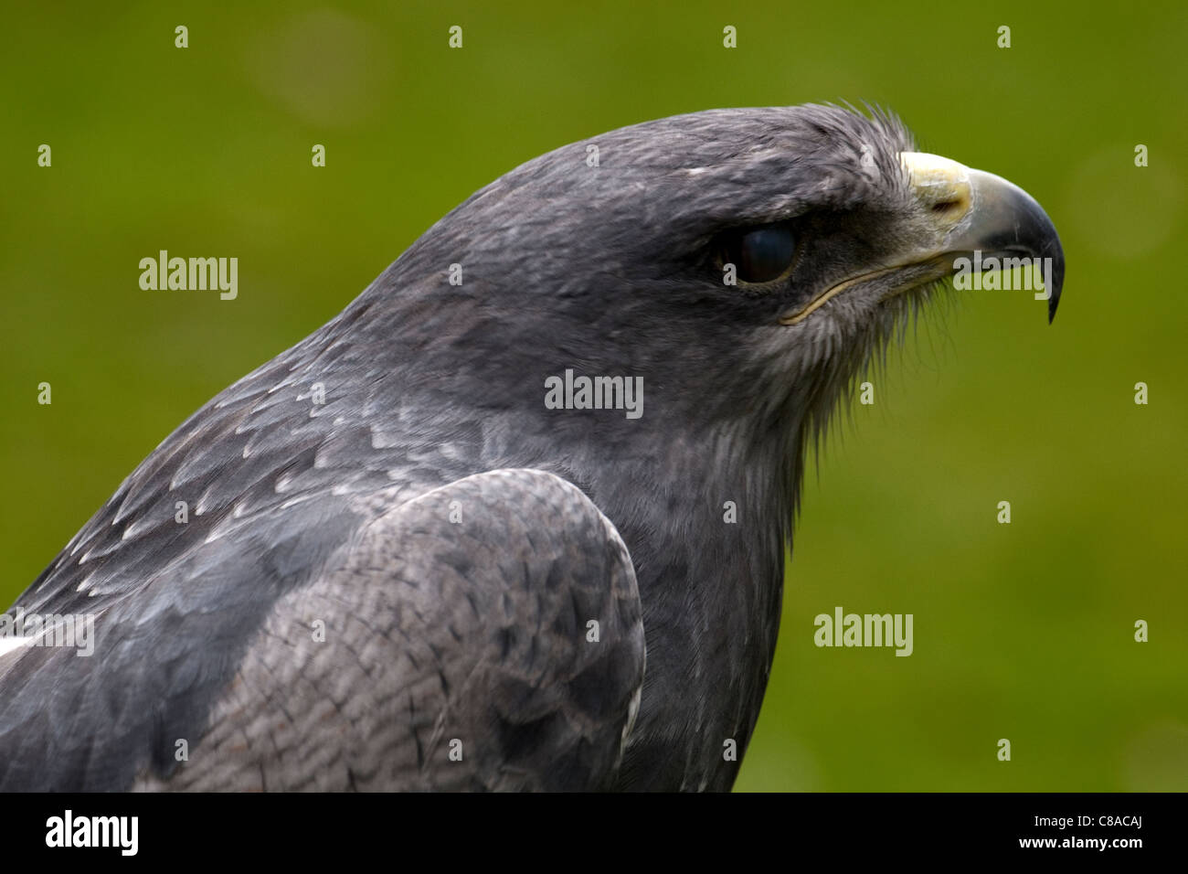 Chilean blue eagle hi-res stock photography and images - Alamy