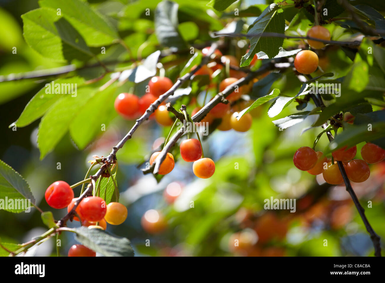 Cherries on the tree Stock Photo - Alamy