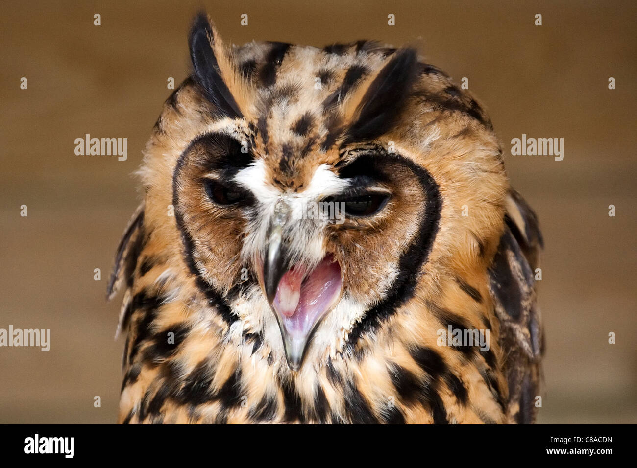 Indian eagle-owl, aka rock eagle-owl, Bengal eagle-owl, Bubo ...