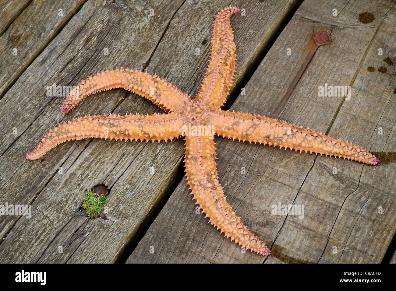 Star fish tentacles hi-res stock photography and images - Alamy