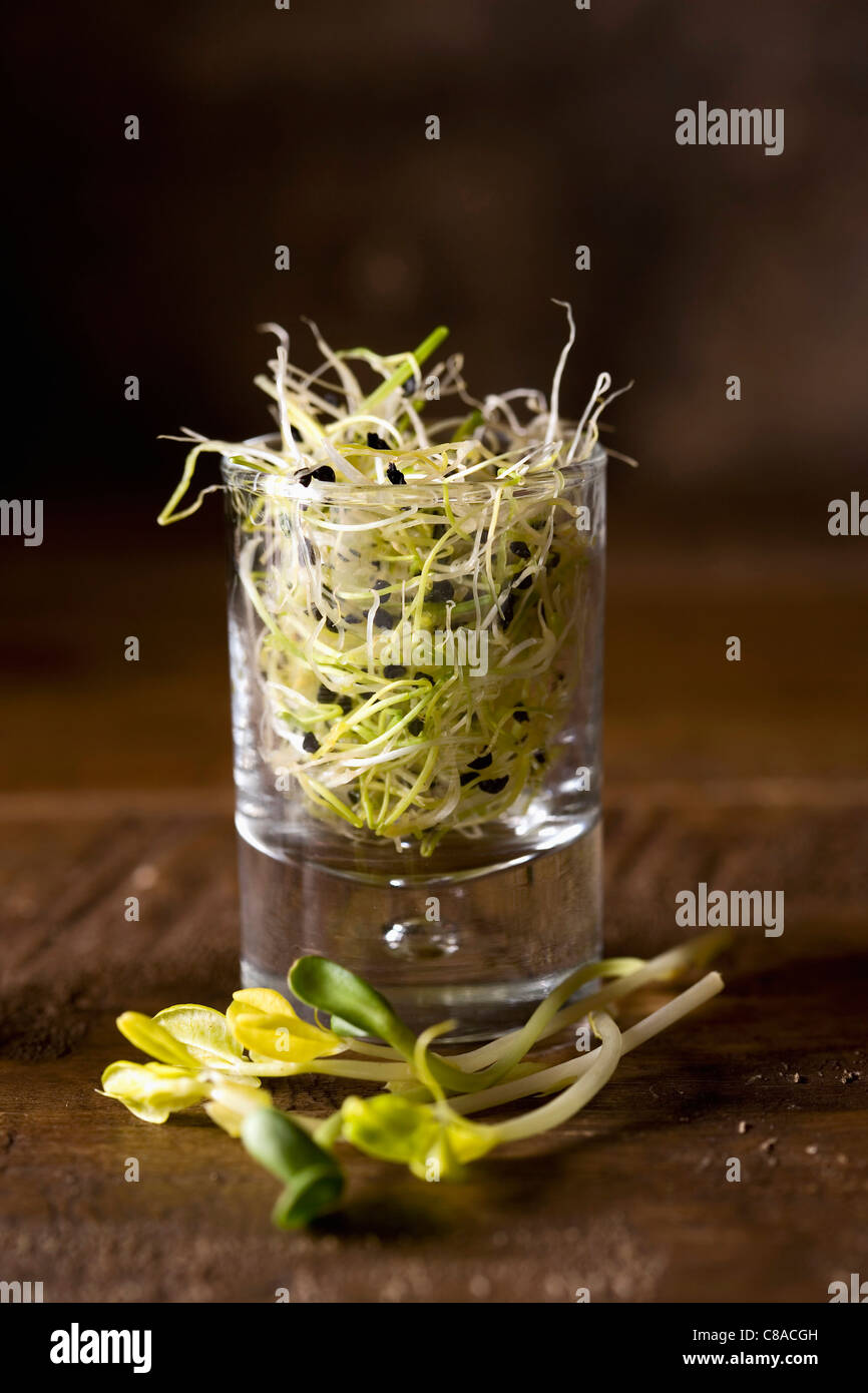 Shoots of cereal hi-res stock photography and images - Alamy