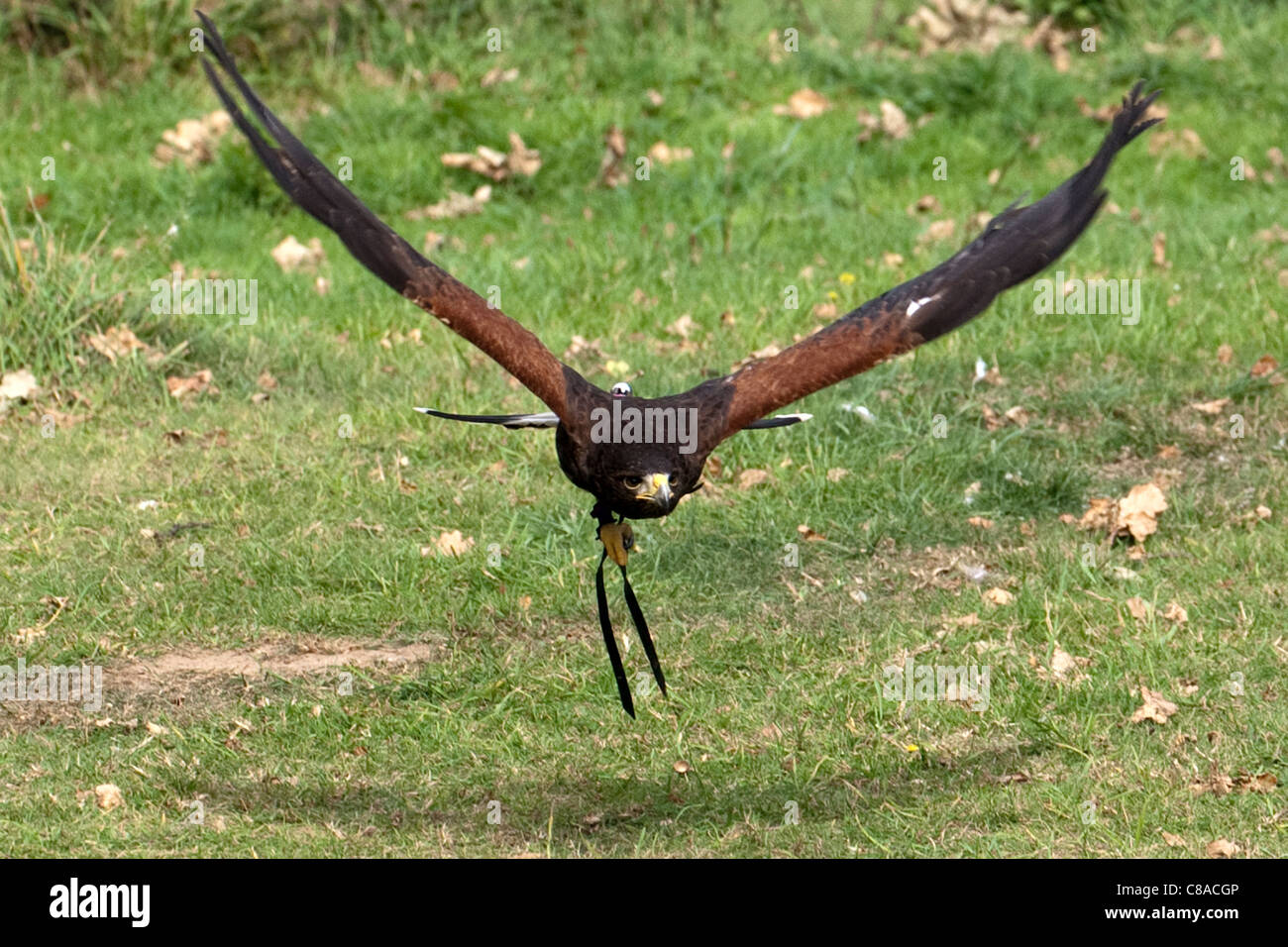 Bay winged hawk in flight hi-res stock photography and images - Alamy