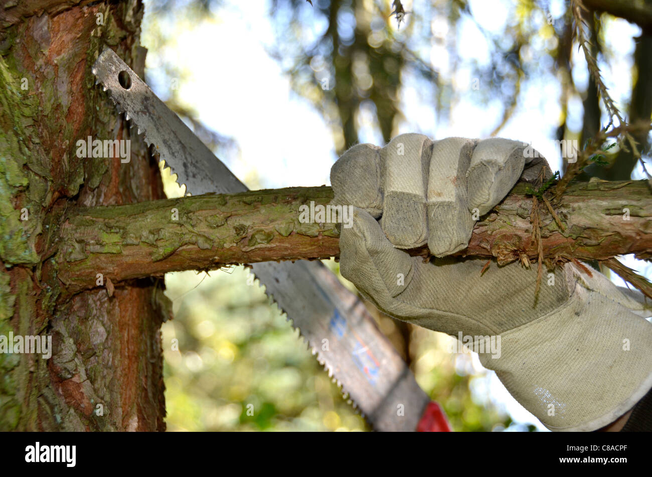 Sawing branch tree hi-res stock photography and images - Alamy