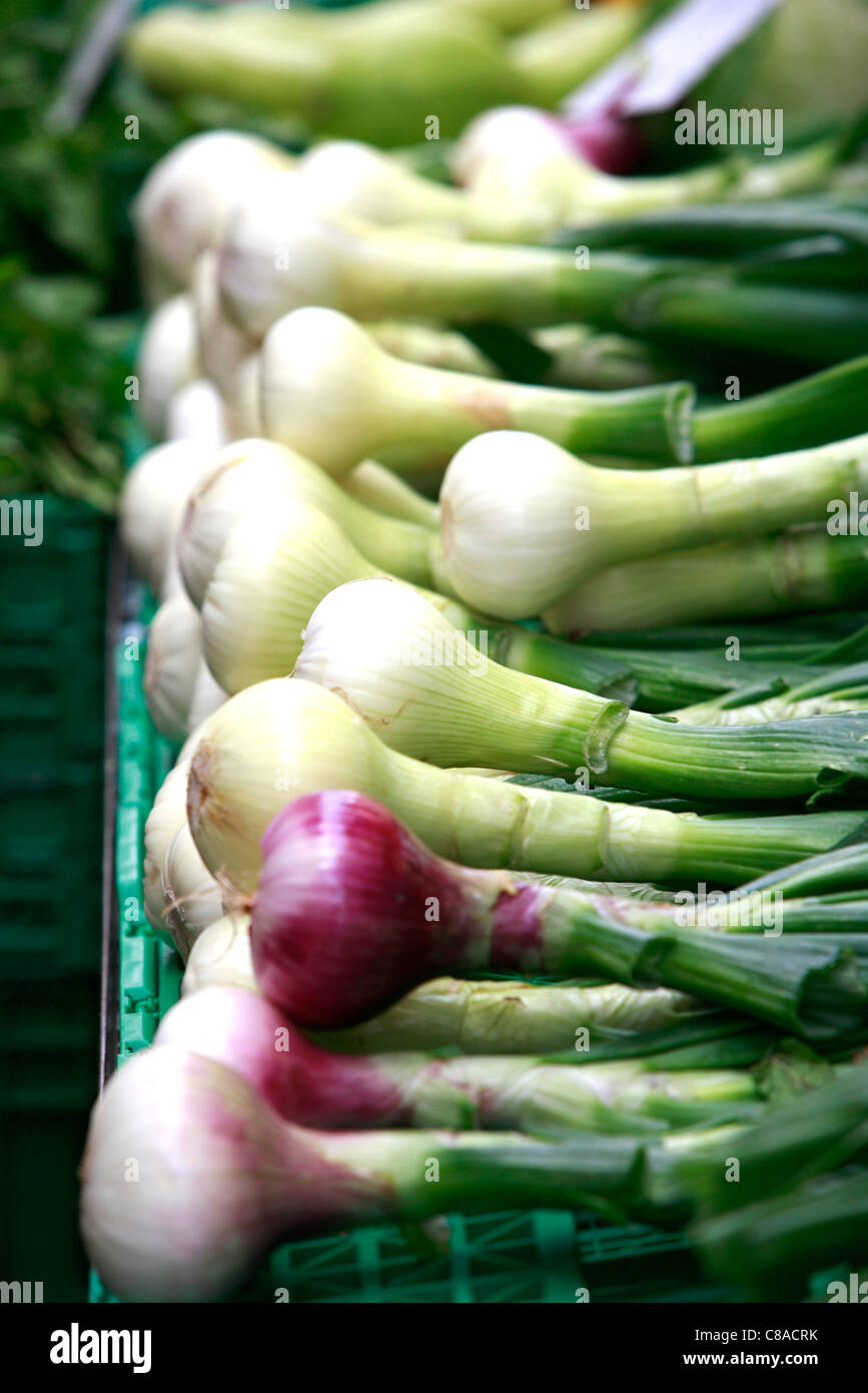 The onions hi-res stock photography and images - Alamy