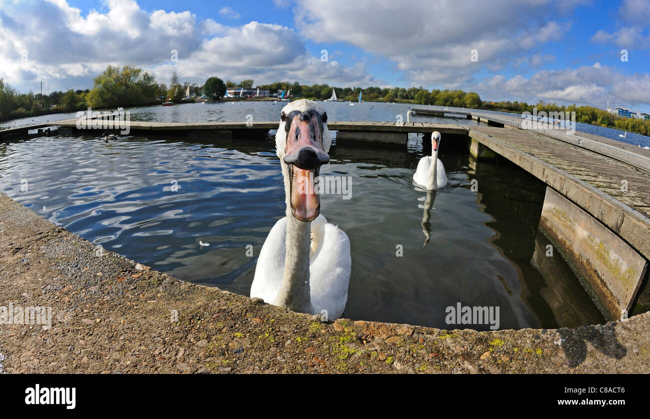 Close-up of a adult Mute swan warning the photographer with open bill ...