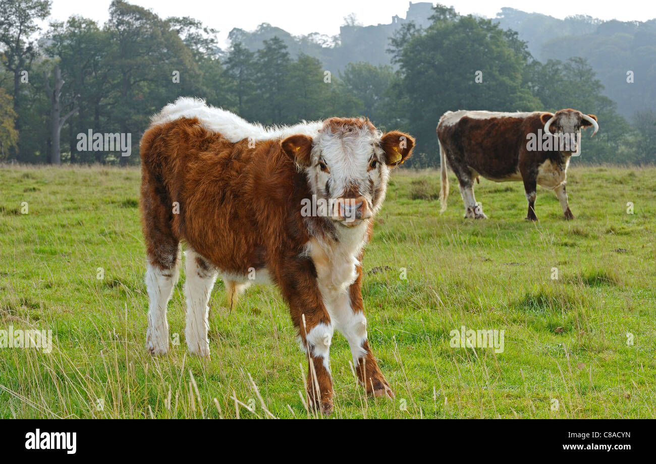 English cow hi-res stock photography and images - Alamy