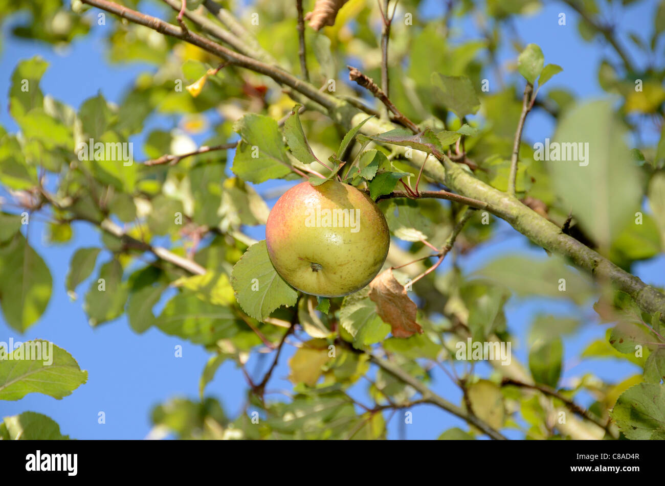Boskoop hi-res stock photography and images - Alamy