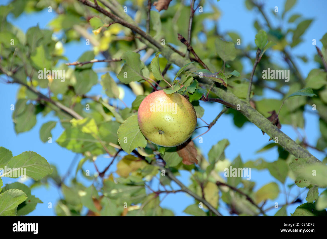 Single apple on apple tree, Boskoop Stock Photo - Alamy