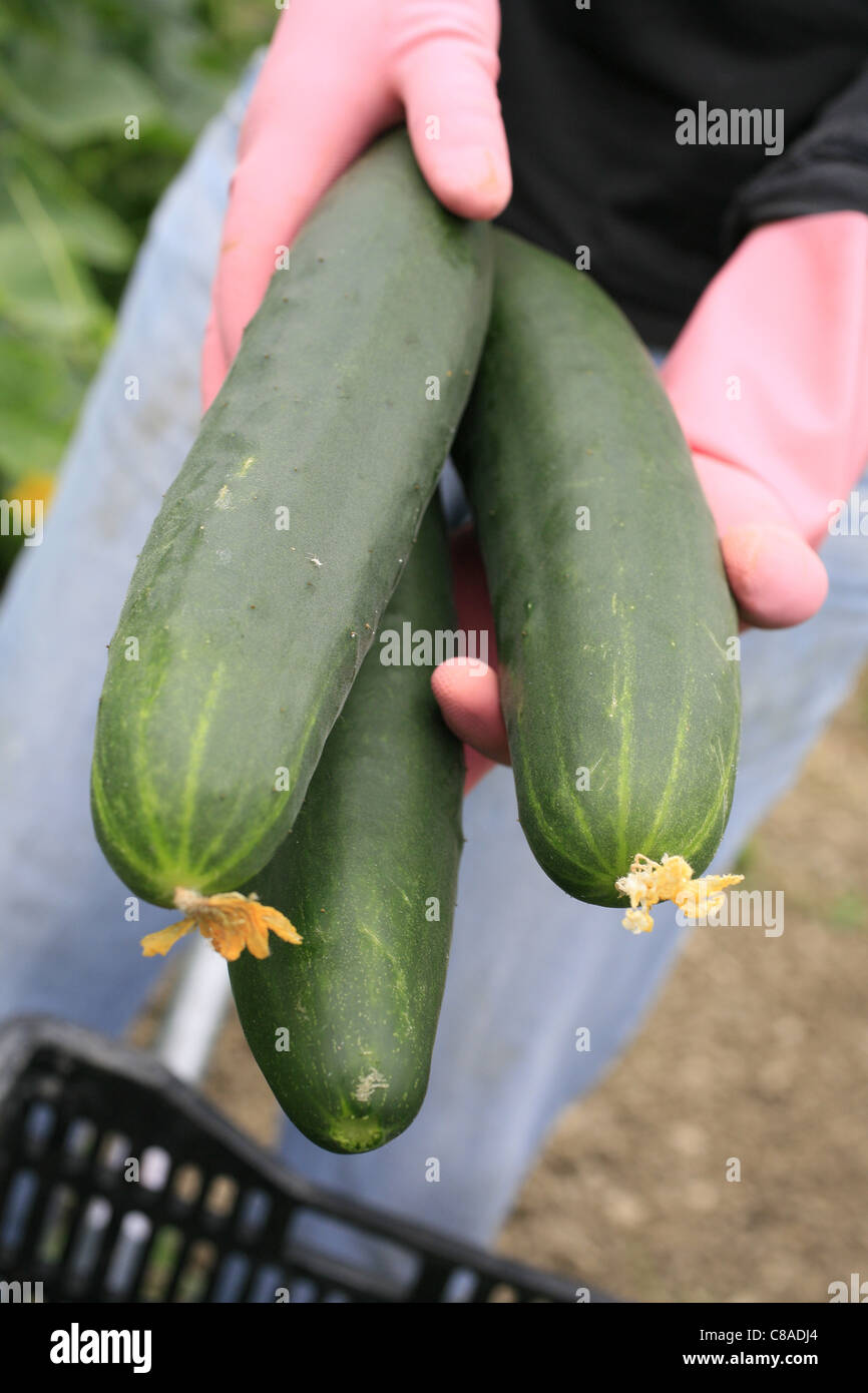Early cucumbers hi-res stock photography and images - Alamy